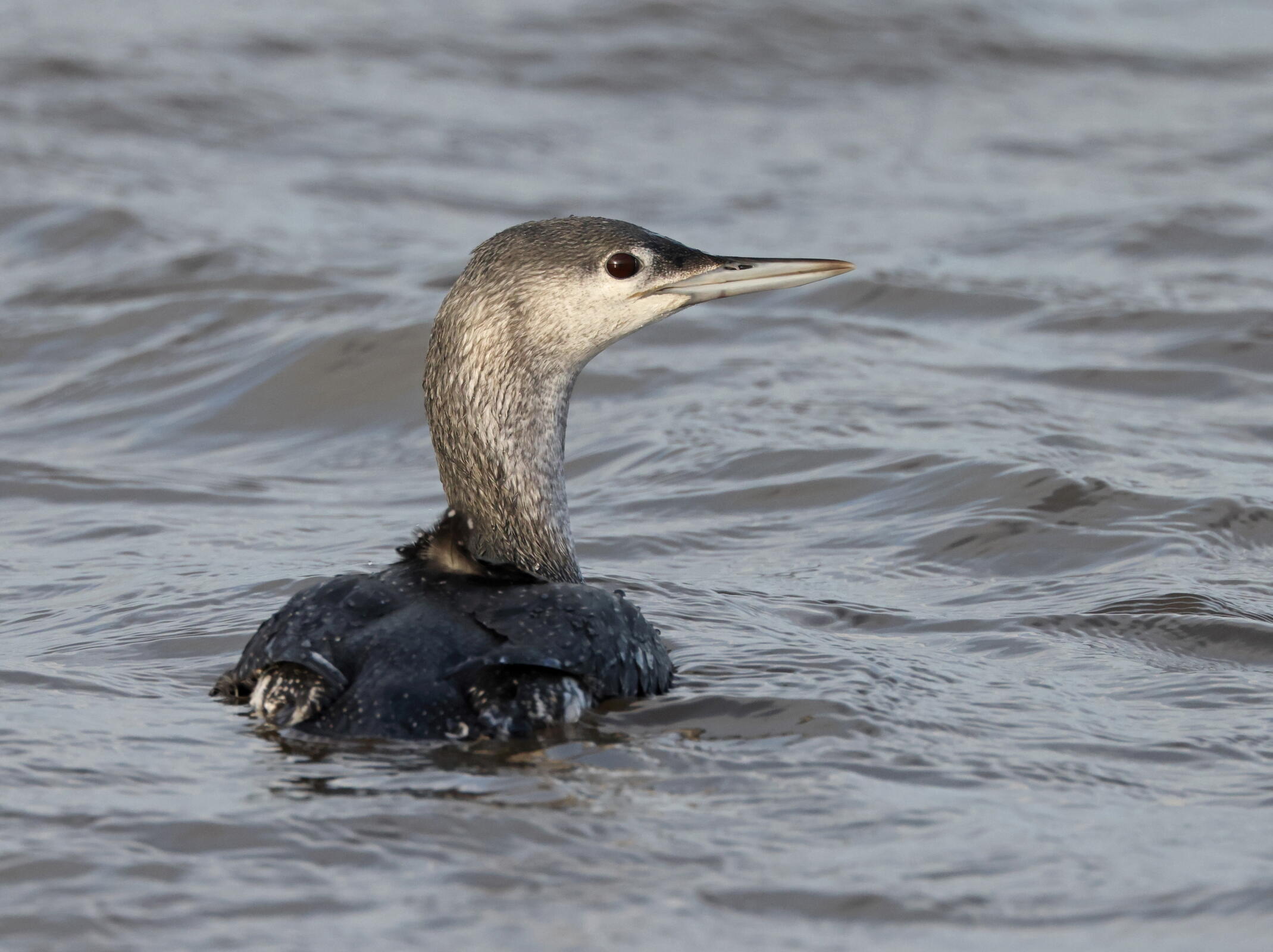 UPDATE FROM NUCLEAR WASTE SERVICES (NWS): Wintering Bird Surveys begin ...
